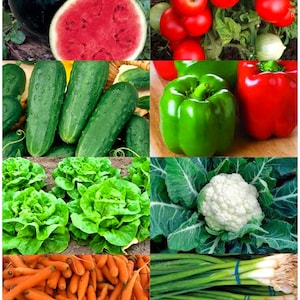 1000+ Heirloom Vegetable Seeds - 8 Variety Garden Pack #12 Organic ...
