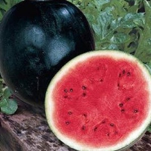 1000+ Heirloom Vegetable Seeds - 8 Variety Garden Pack #12 Organic ...