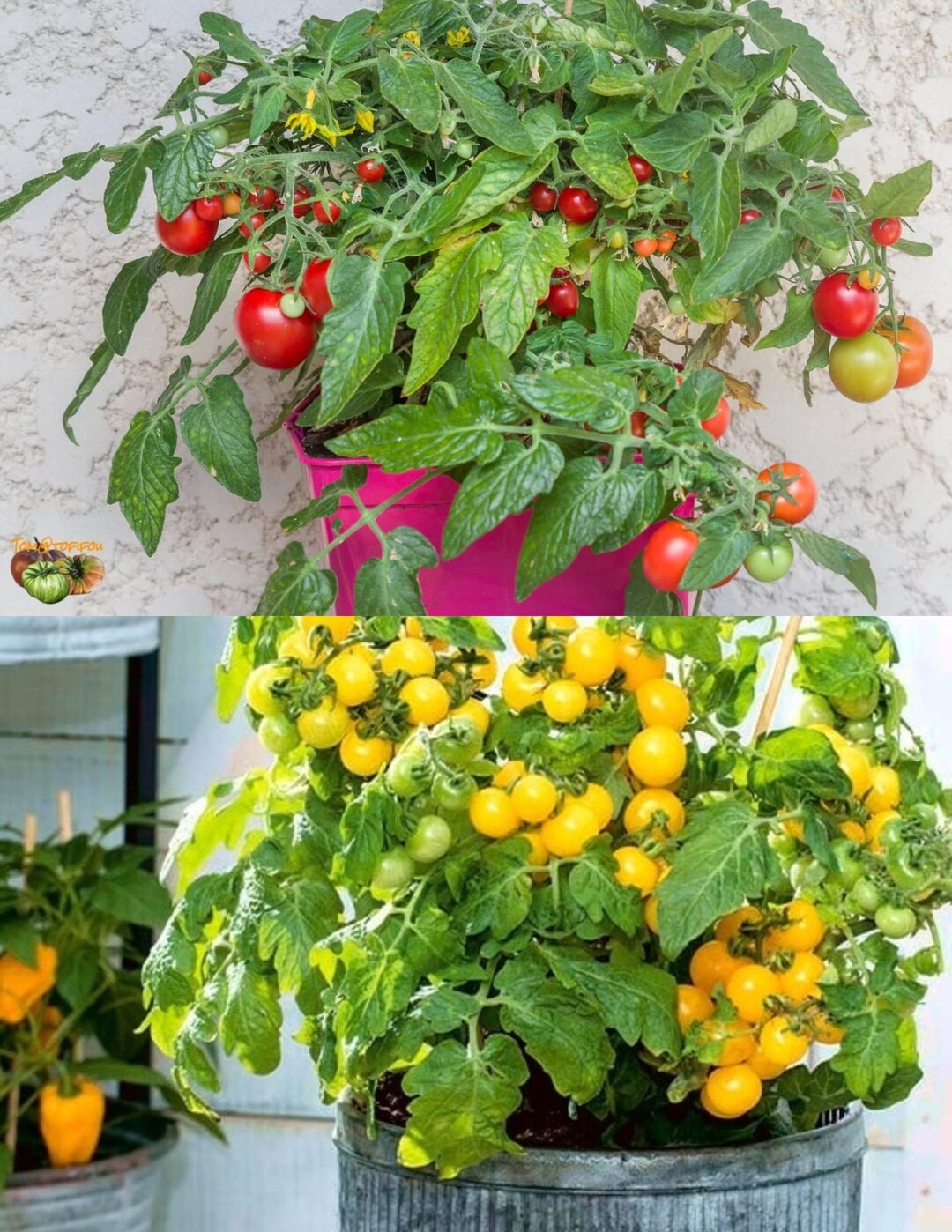 Tomato Seeds Andrina and Aztek Micro Dwarf Duo Pack. 20 Seeds Perfect ...