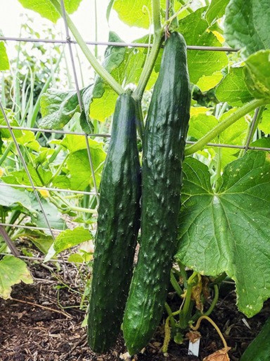 25 Suyo Long Cucumber Seed Heirloom Organic - Etsy Canada