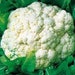 1000+ Heirloom Vegetable Seeds - 8 Variety Garden Pack #12 Organic ...