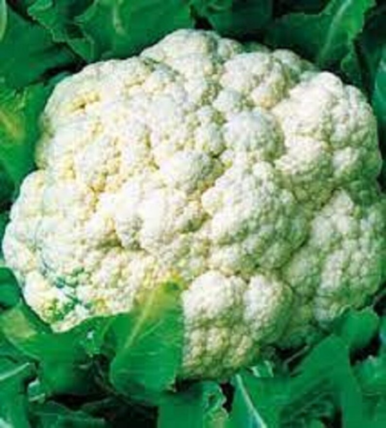 1000+ Heirloom Vegetable Seeds - 8 Variety Garden Pack #12 Organic ...