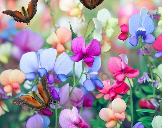 Flower Seeds 500+ Petunia Dwarf Mixed Blend Seeds - Gorgeous Mix of ...