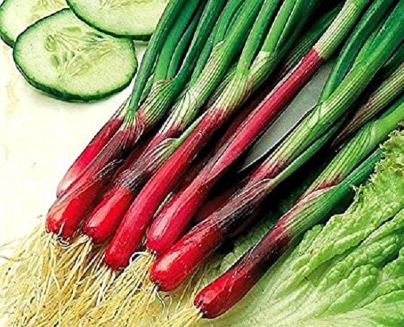 1000+ Heirloom Vegetable Seeds - 8 Variety Garden Pack #6- Organic ...