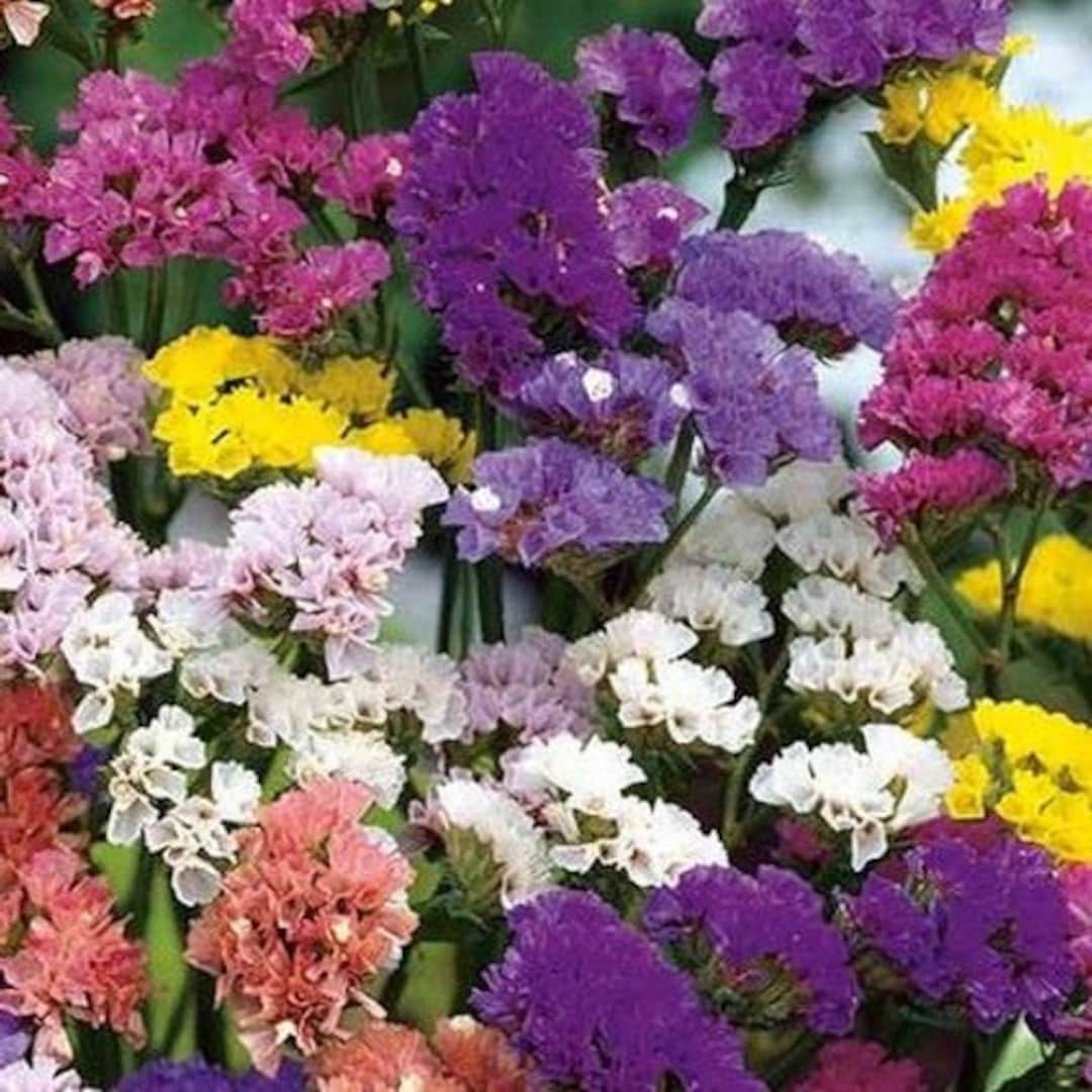 100 Annual Statice Art Shade Flower Blend Beautiful Mix of Colors ...