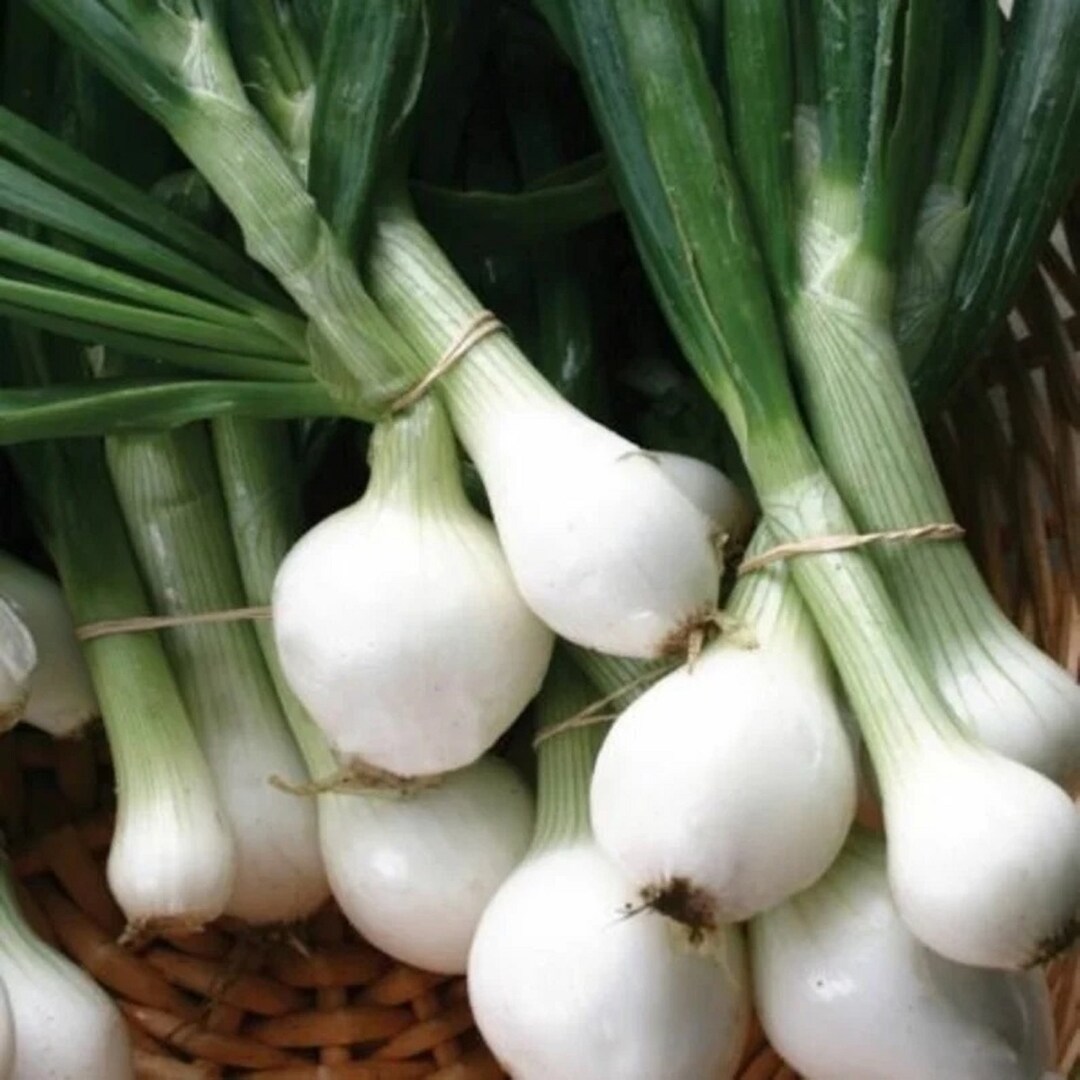 150+ Crystal Wax Pickling - Pearl Onion Seeds- Heirloom All Canadian ...
