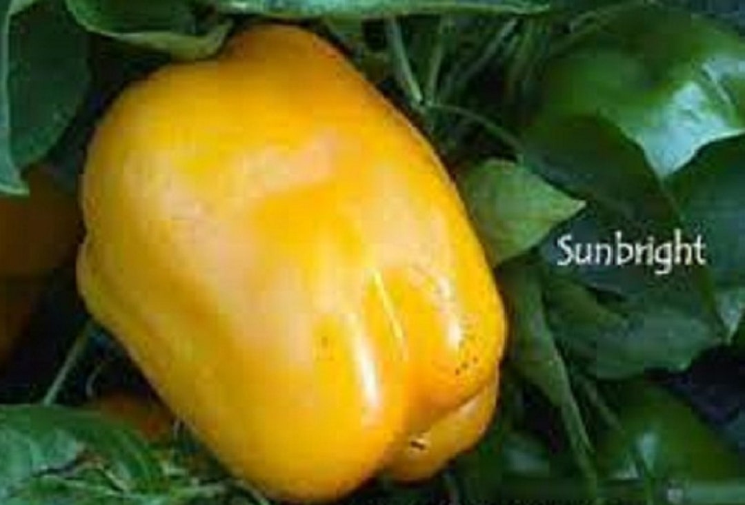 25+ Sunbright Yellow Sweet Bell Pepper Seeds- Heirloom-combined Shipping***fast Flat Rate ...