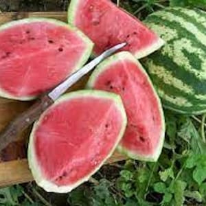 Ultimate Melon Collection - 125+ Melon Seeds -heirloom All Canadian ...