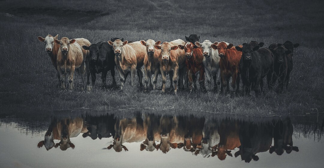 Cowtown, Kansas City, Cow Wall Art, Farm Life, Framed Cow Print Home ...
