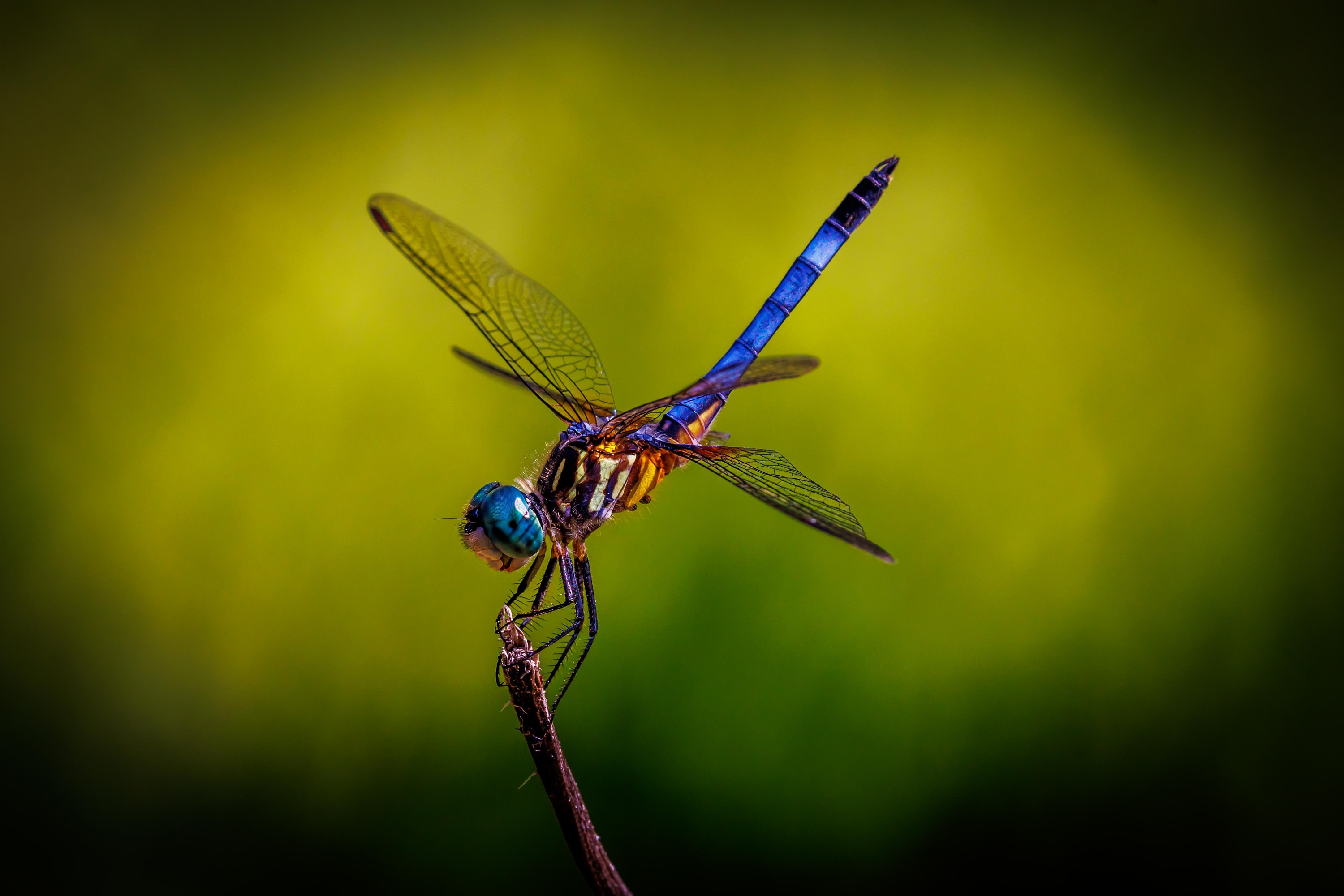 Dragonfly Posing on Twig - Etsy