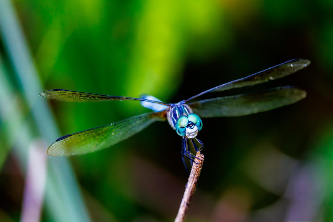 Smiling Dragonfly Canvas Dragonfly Picture Wall Art - Etsy