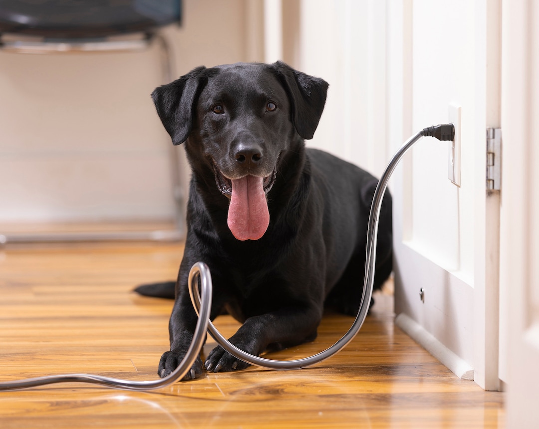 PETCORDS Dog and Cat Cord Protector Pets, Protects Your Pets From ...