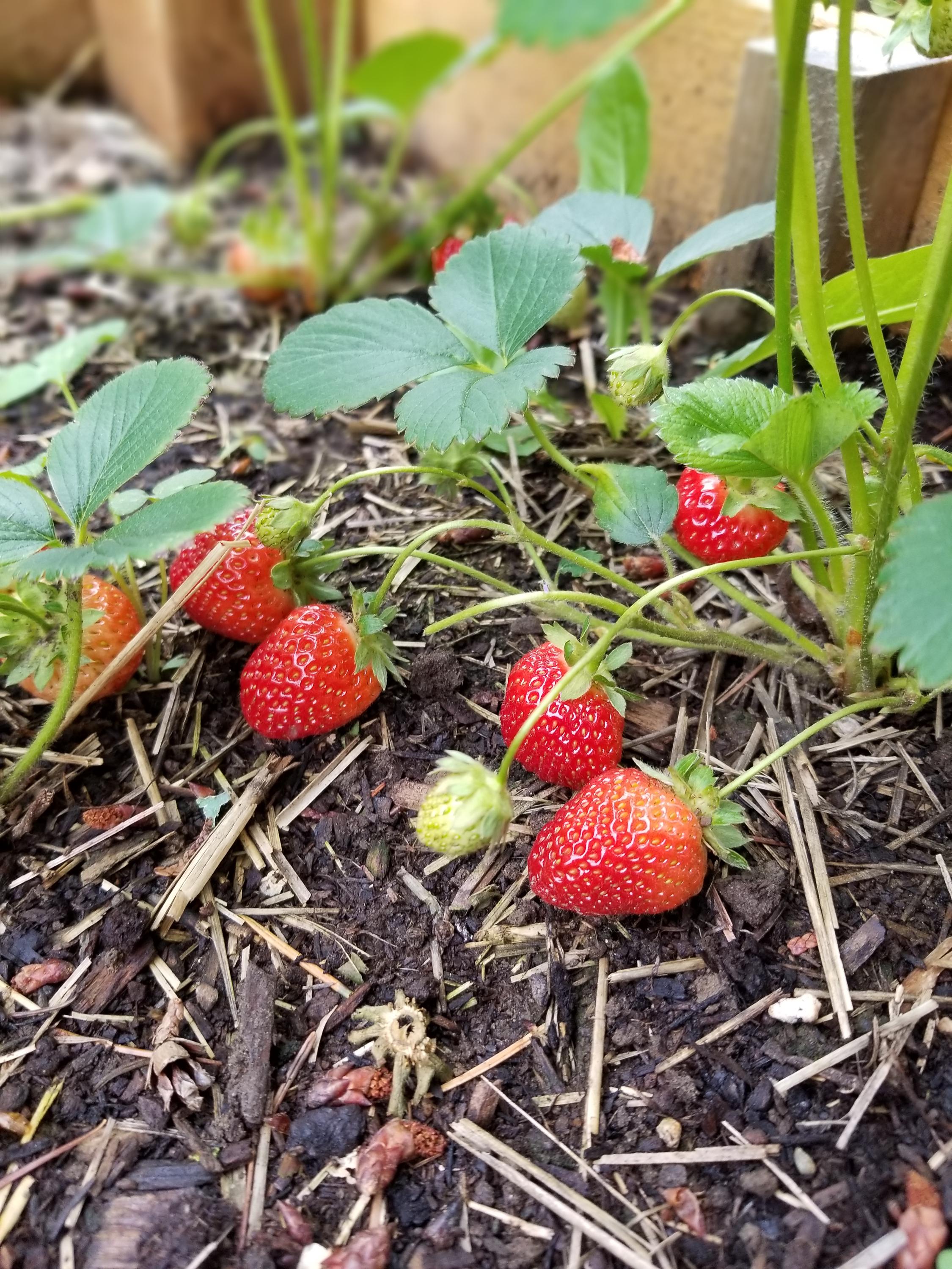 Honeoye 15 Strawberry Plants, Bare Root, Dormant - Etsy