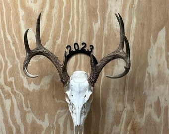 European Taxidermy Mount Skull Hanger Bracket Deer Bear Wolf Wild Boar ...