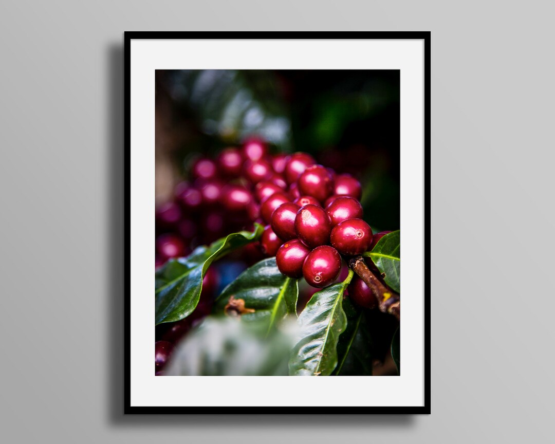 Coffee, the Elixir of Life Fine Art Photo Print - Etsy