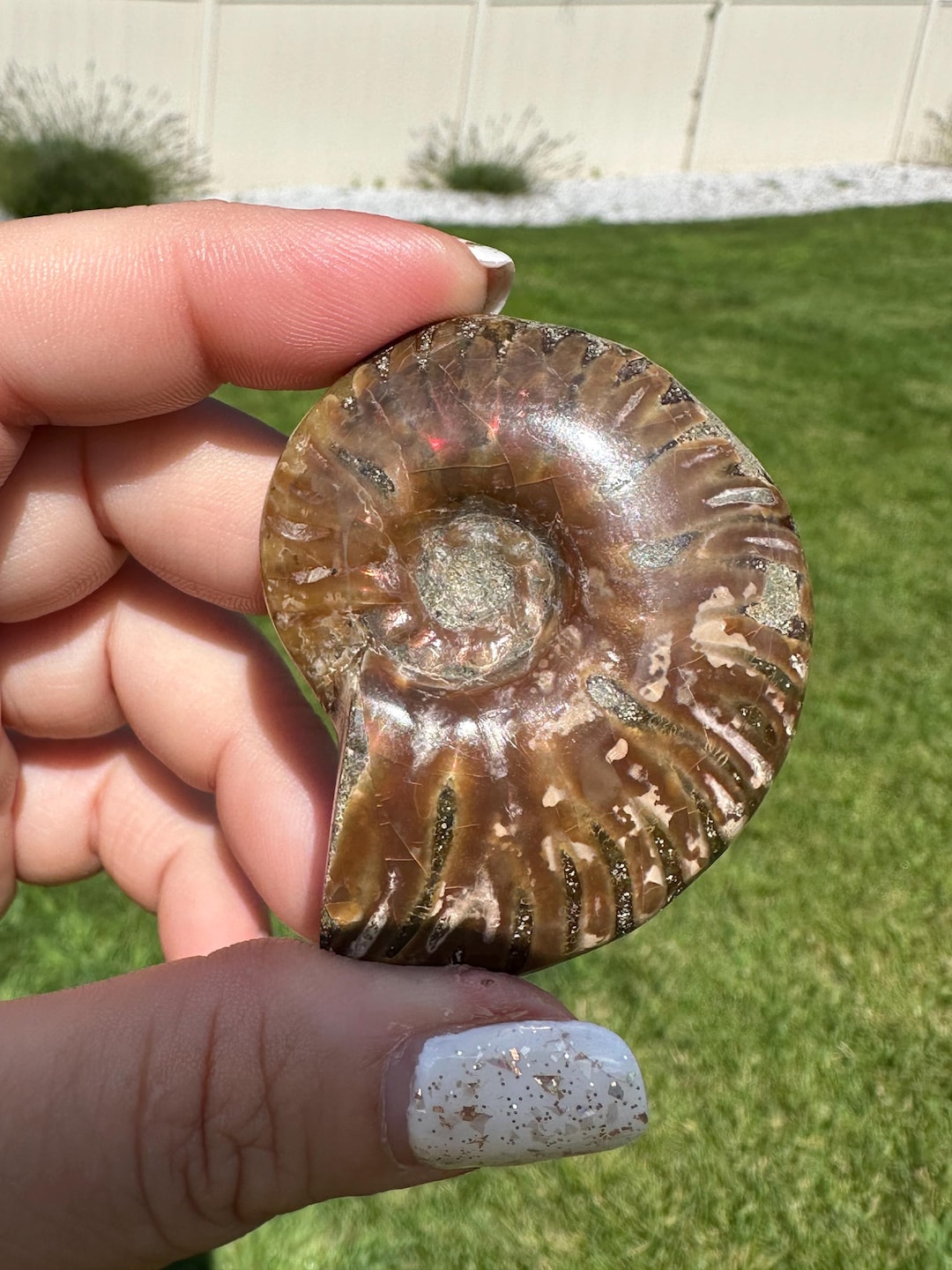 Raw Ammonite Fossil Fiery Red Iridescent Flash, Paleontological Snail ...