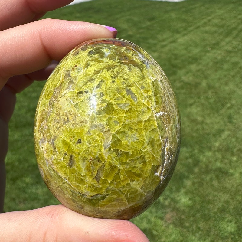 Madagascar Palm - Etsy