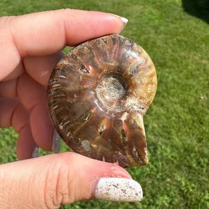 Raw Ammonite Fossil Fiery Red Iridescent Flash, Paleontological Snail ...