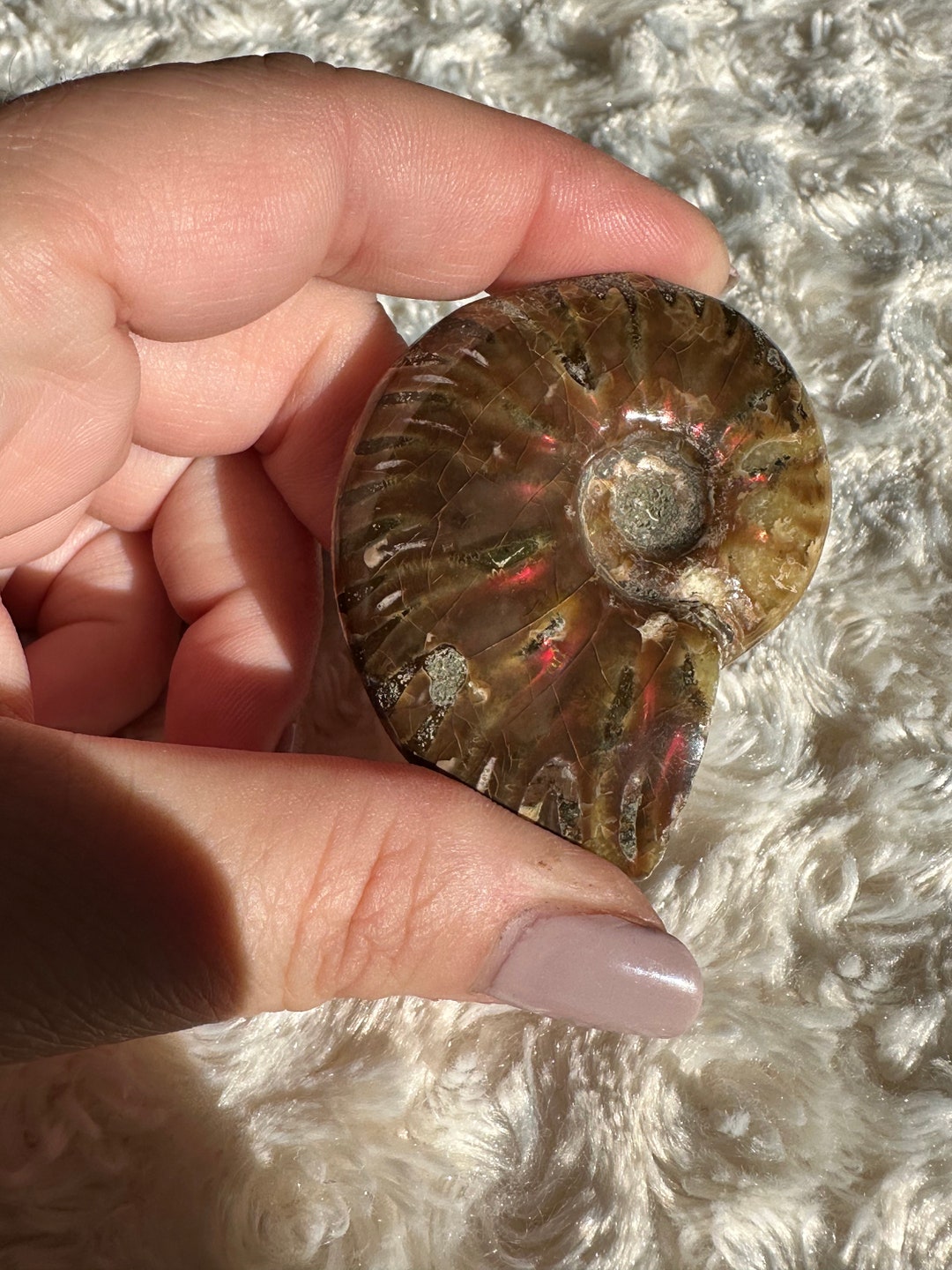 Raw Ammonite Fossil Fiery Red Iridescent Flash, Paleontological Snail ...