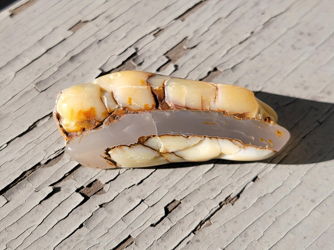 Rare Agate Limb Cast and Common Opal, 2 1/2 - Etsy