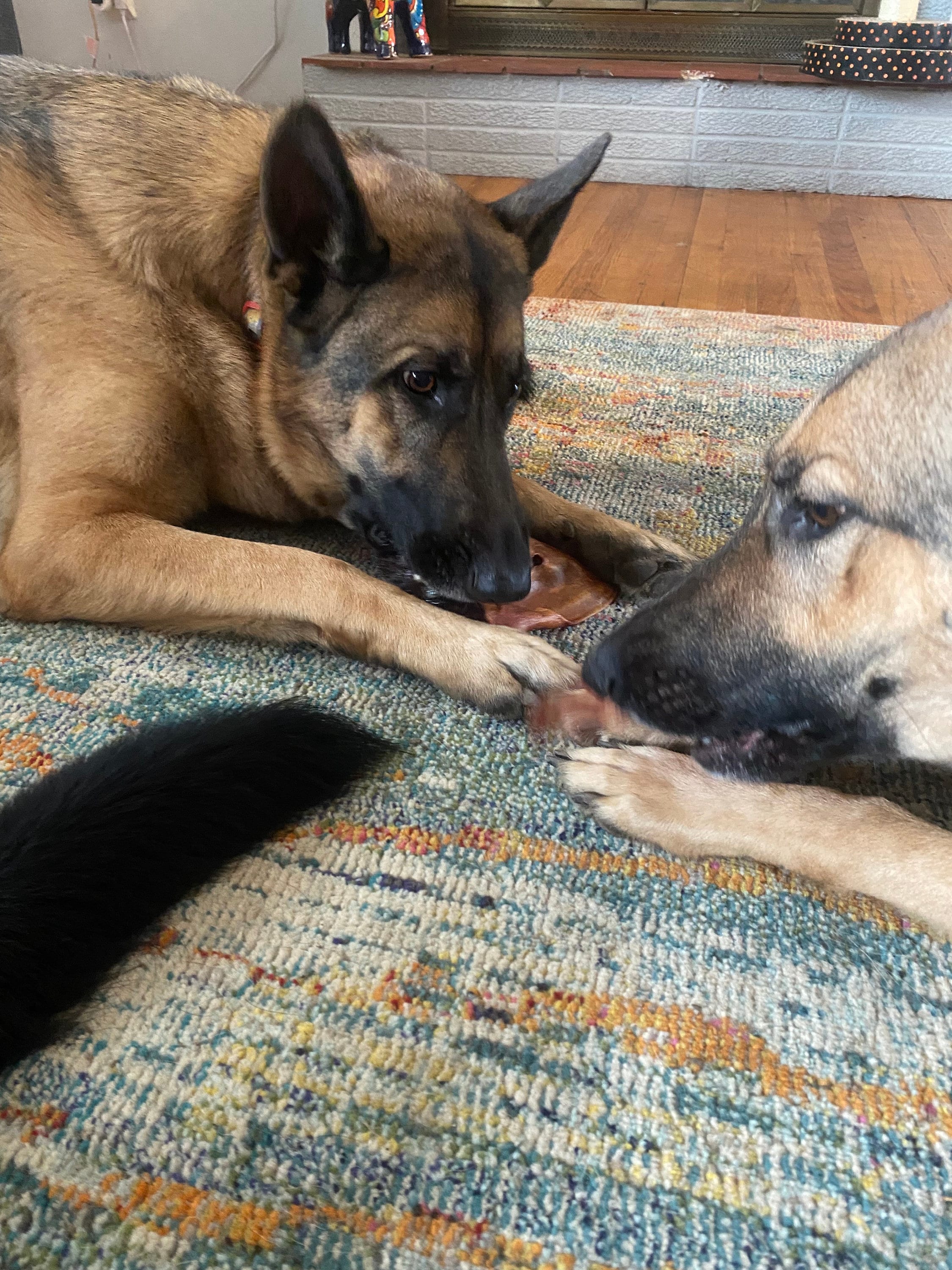 Jumbo Pigs Ears/dehydrated Pigs Ears/dog Chew/dog Treat/single ...