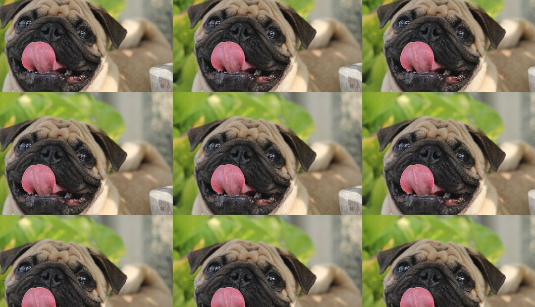 Pug Seamless Digital Paper Pattern - Etsy