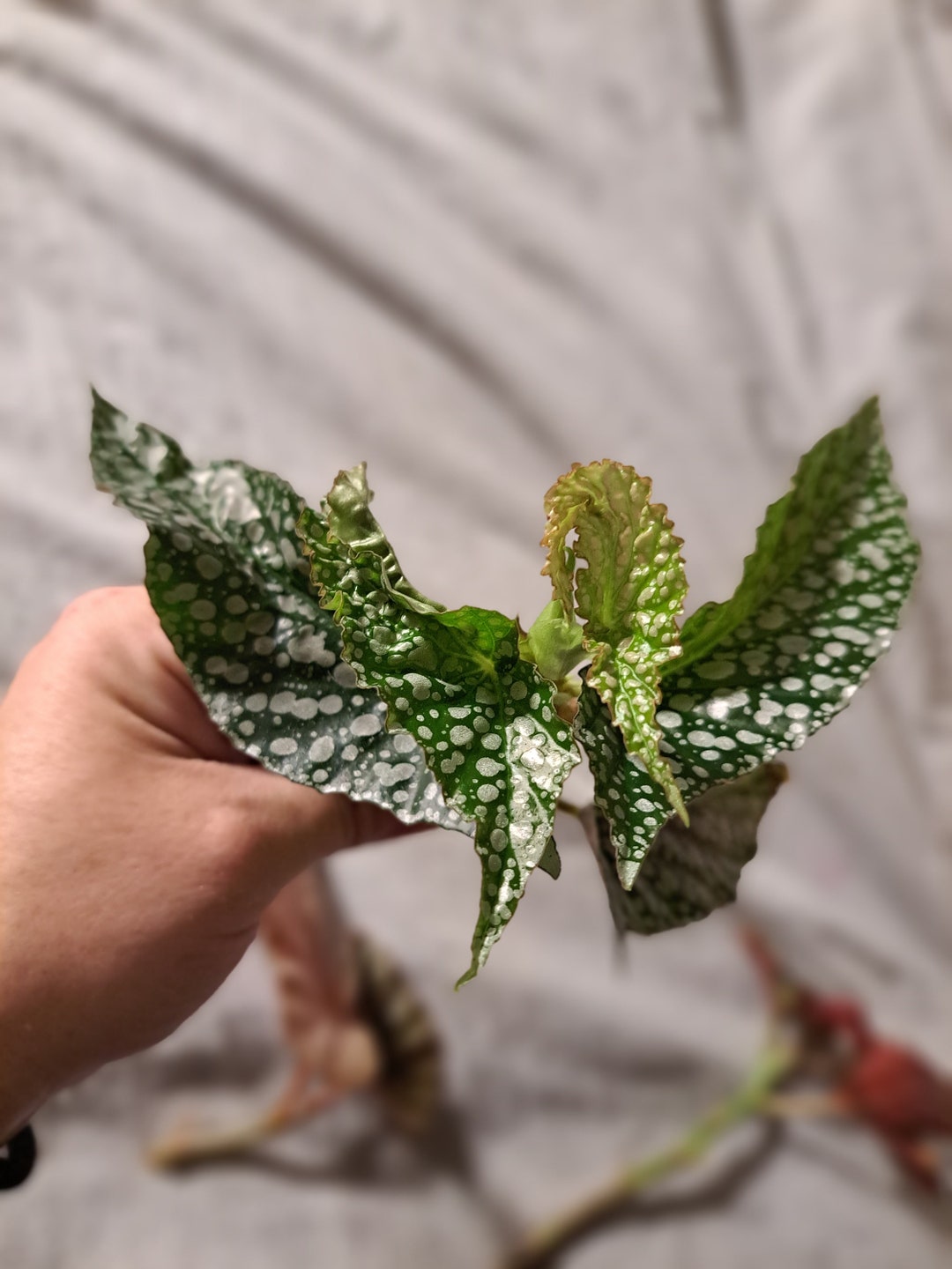 White Ice Begonia - Etsy