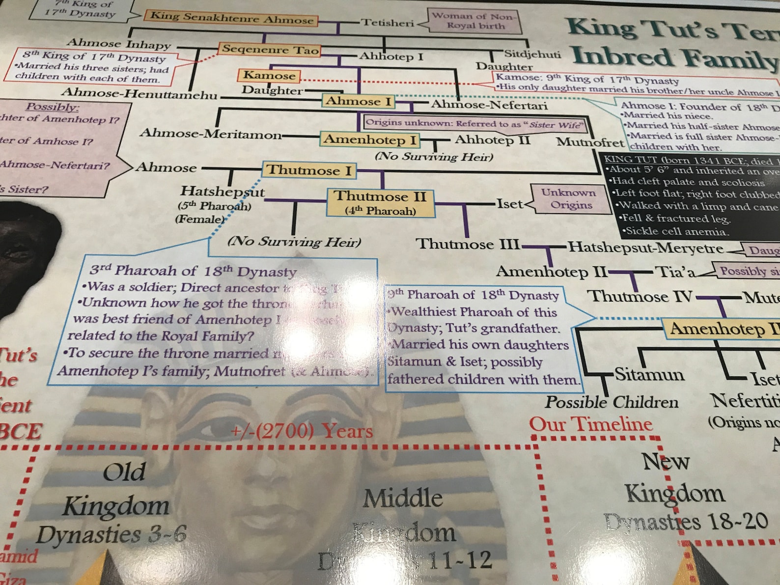 King Tut's Inbred Family Tree Poster 24 X 18- Version 2 by Mortal Faces ...