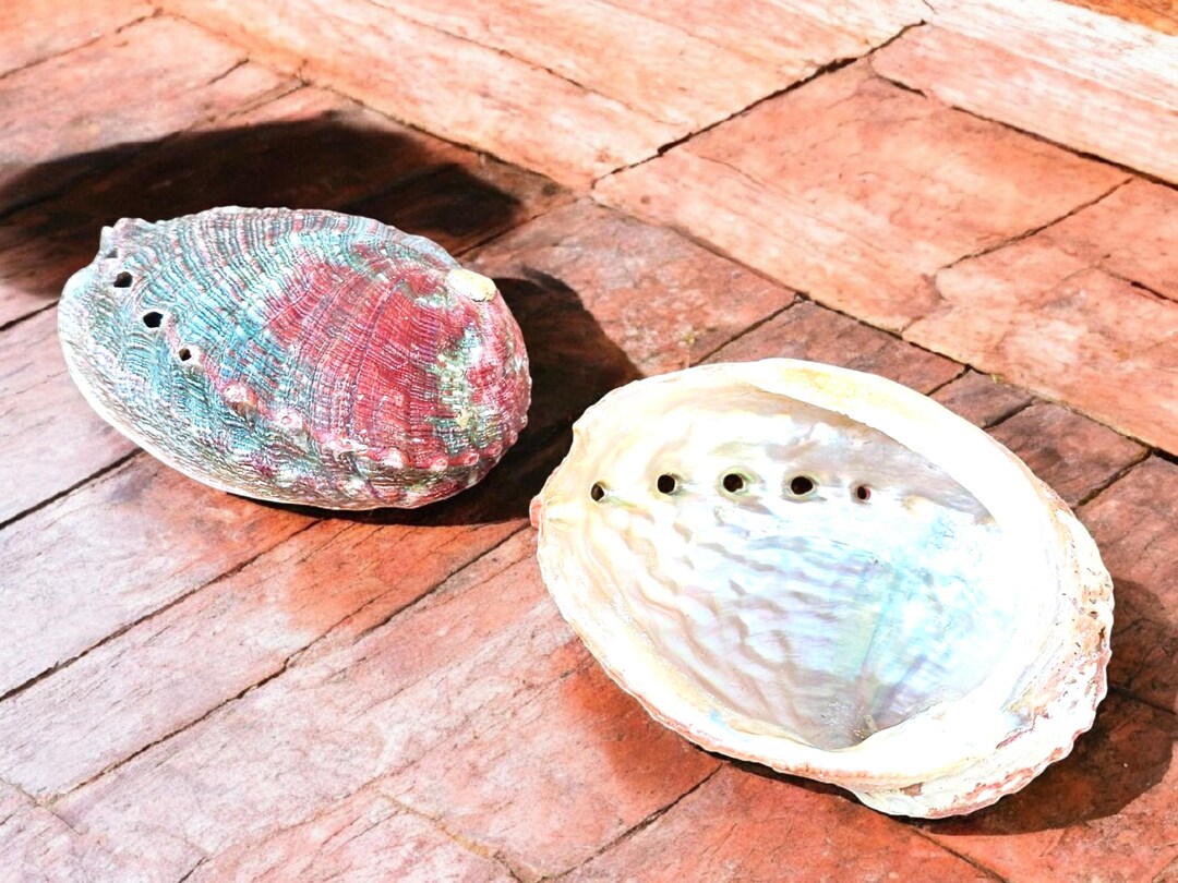 Red Rough Abalone Shell| Red Abalone Shells for Sage Smudging & Incense ...