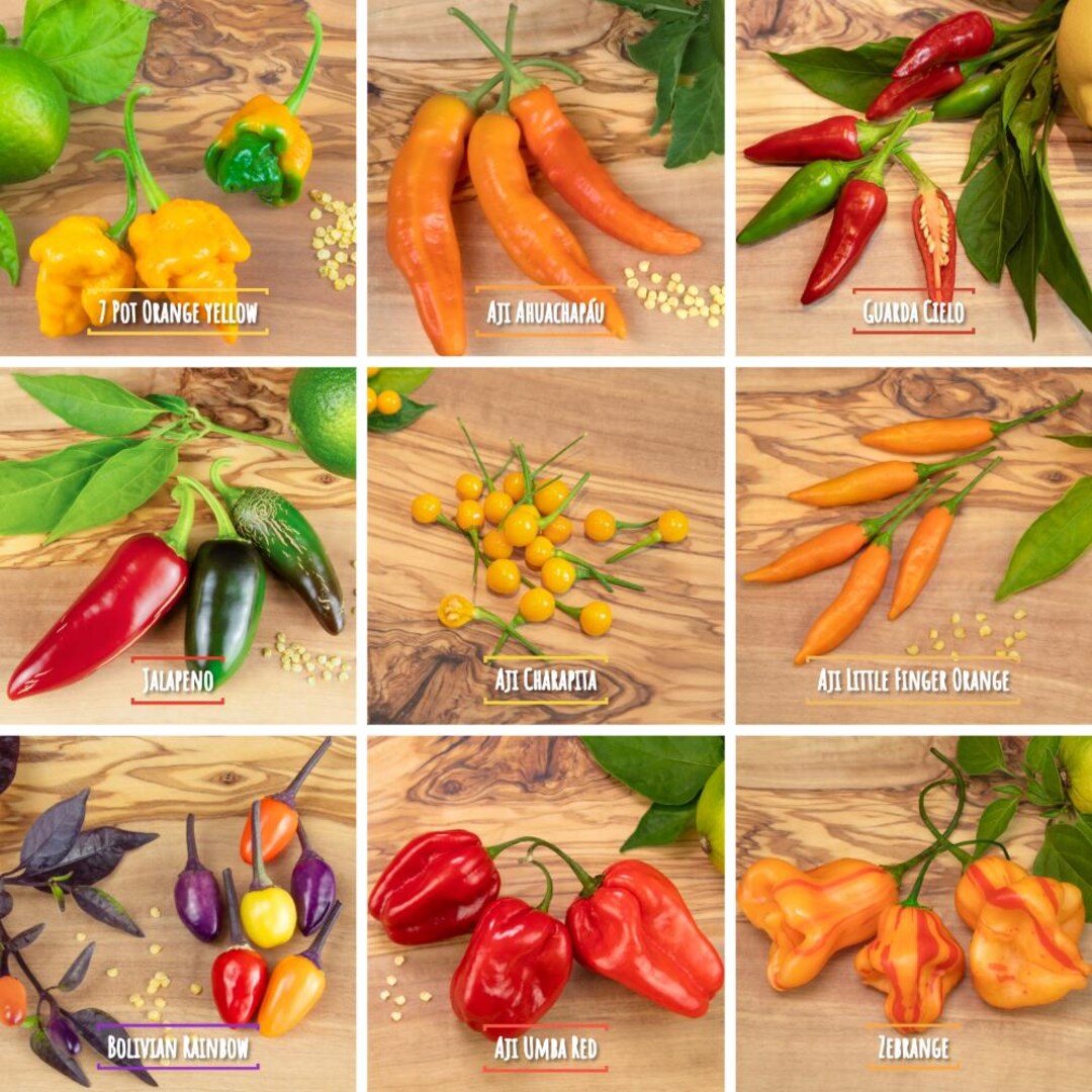 Chili Samen Mix Set - über 100 Samen - Starter Kit - 9 Sorten - mild ...