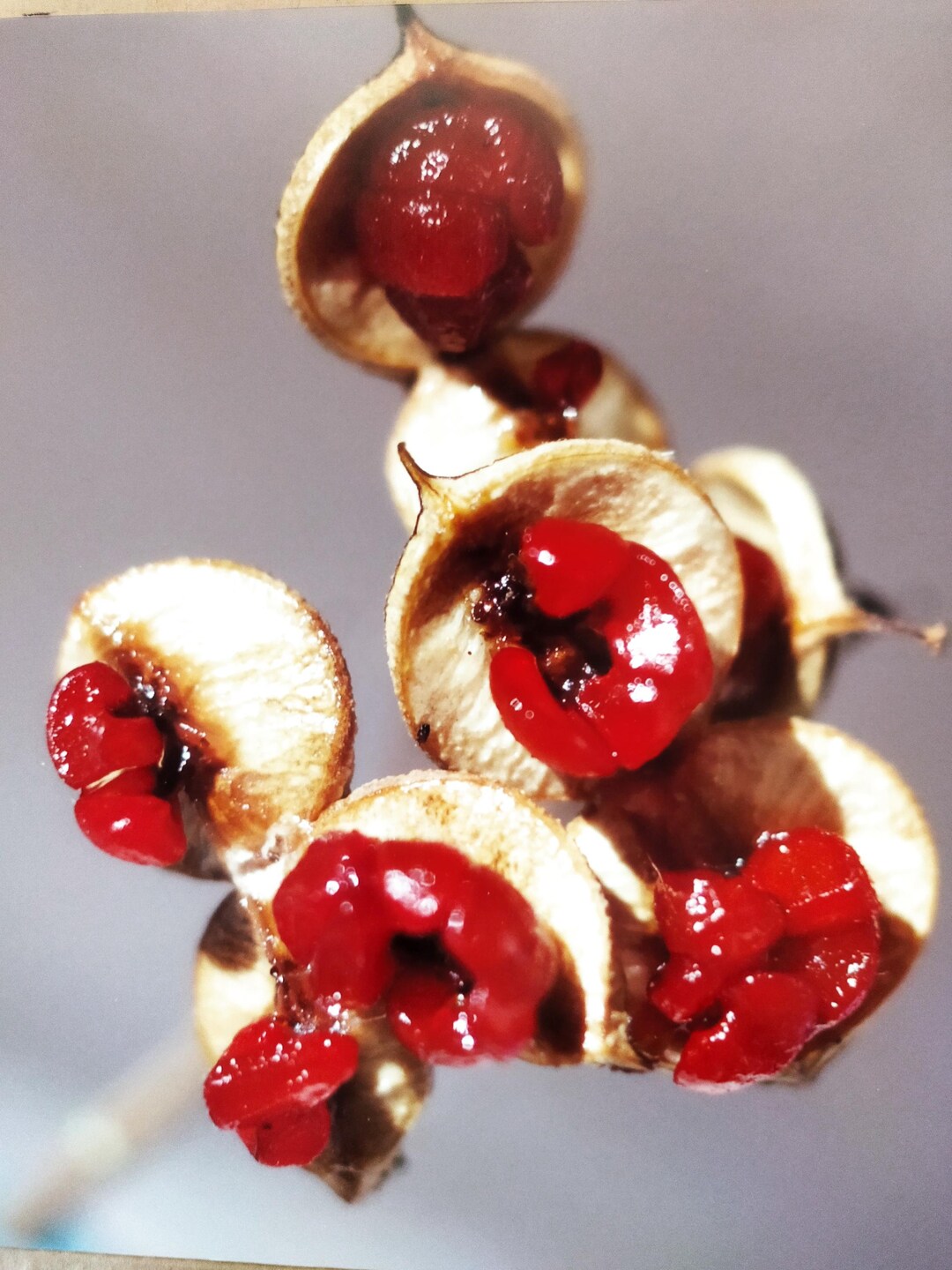 Seed Pods Branch Photo/botanical Photo Fine Art/elegant Close up of ...