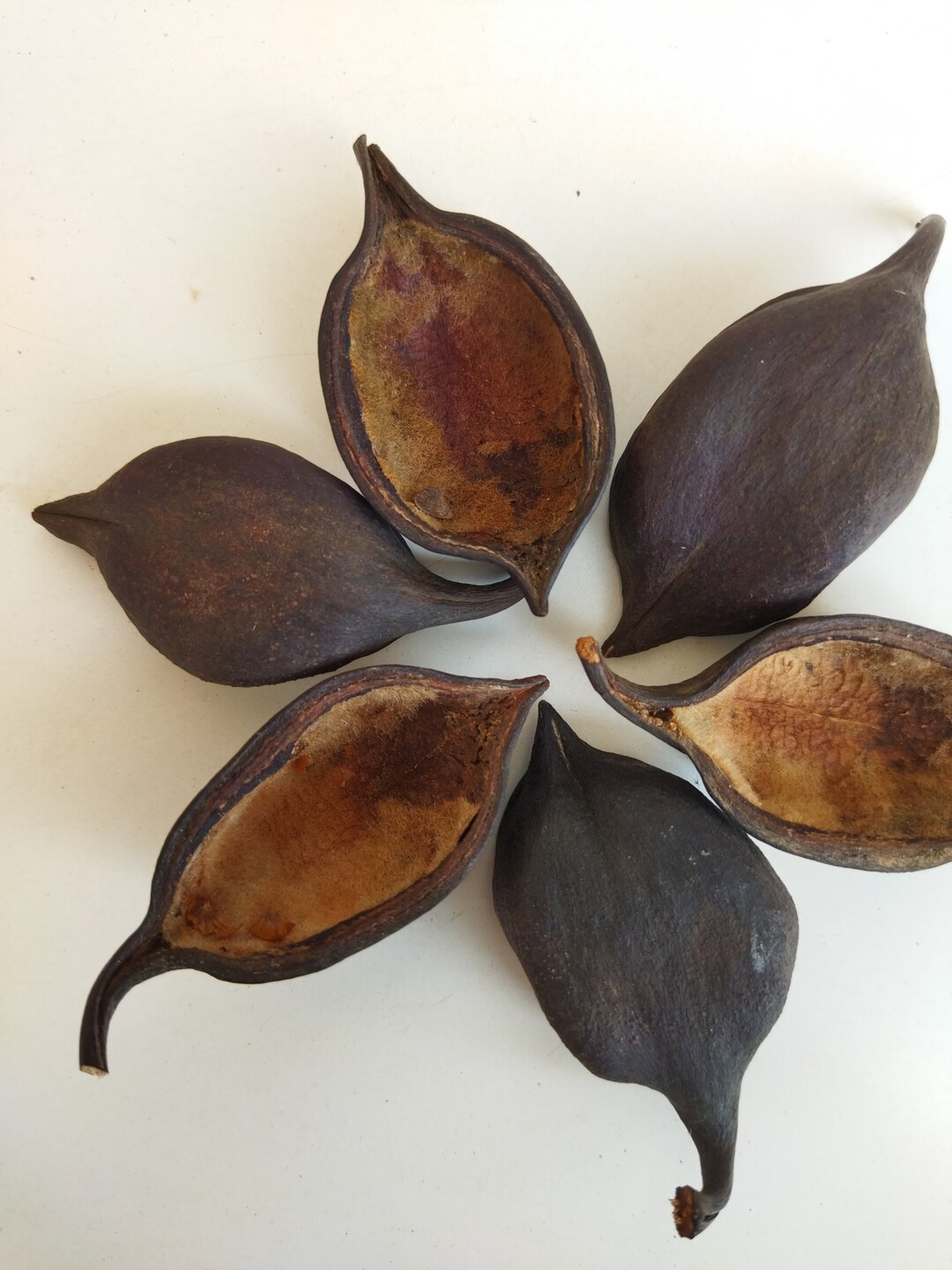 15 Pcs. Brachichiton Dried Seed Pods/empty Seed Pods/bottle Tree Seed ...