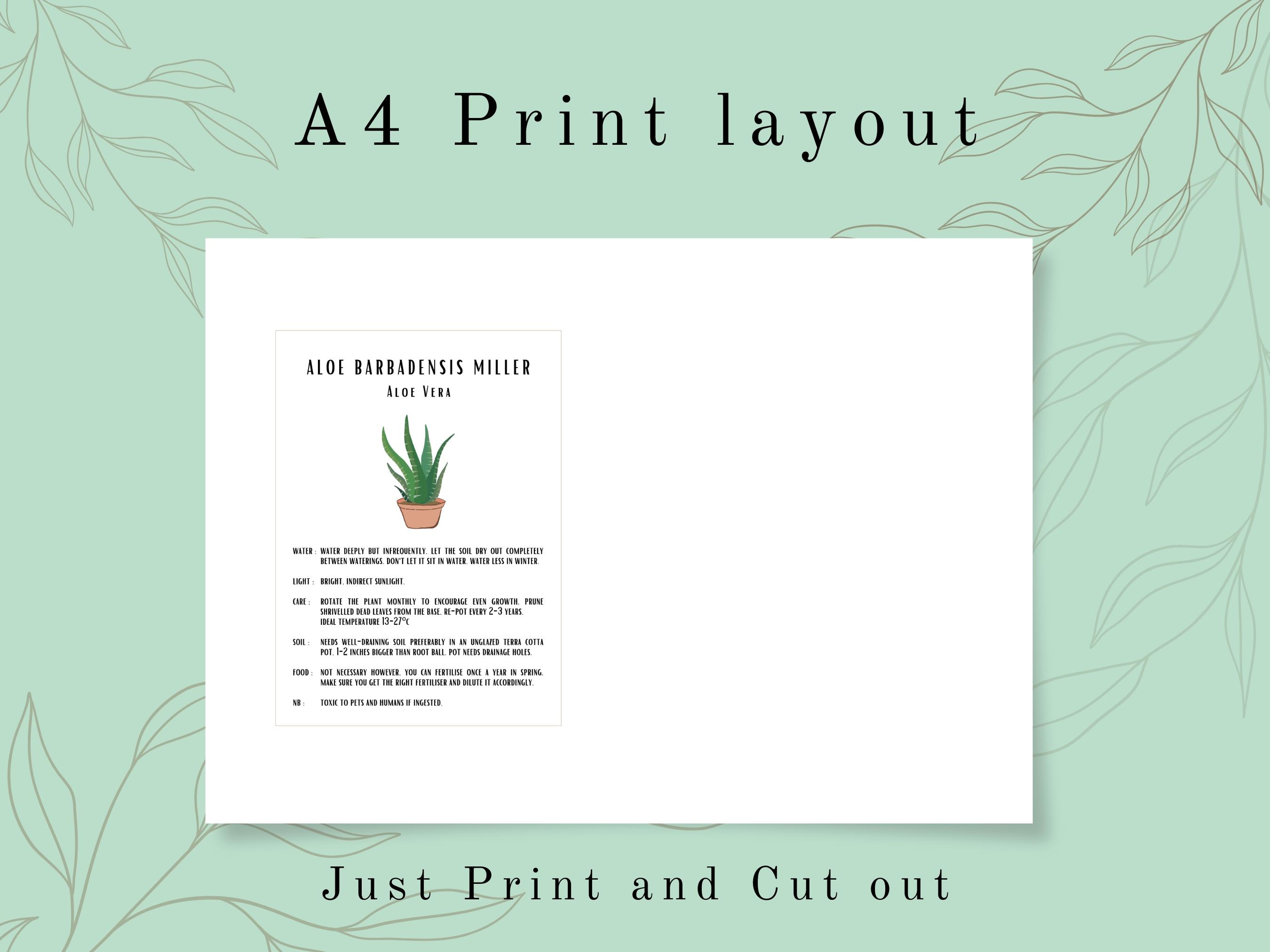 Aloe Vera House Plant Care Guide | Instant Digital Download | A4 ...