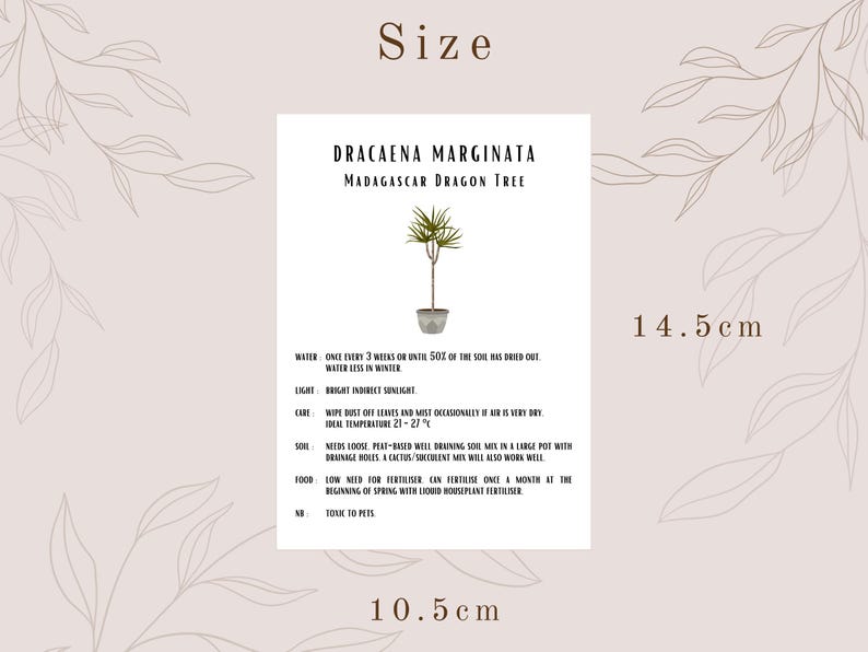 Madagascar Dragon Tree Care Guide Digital Download Dracaena Marginata ...