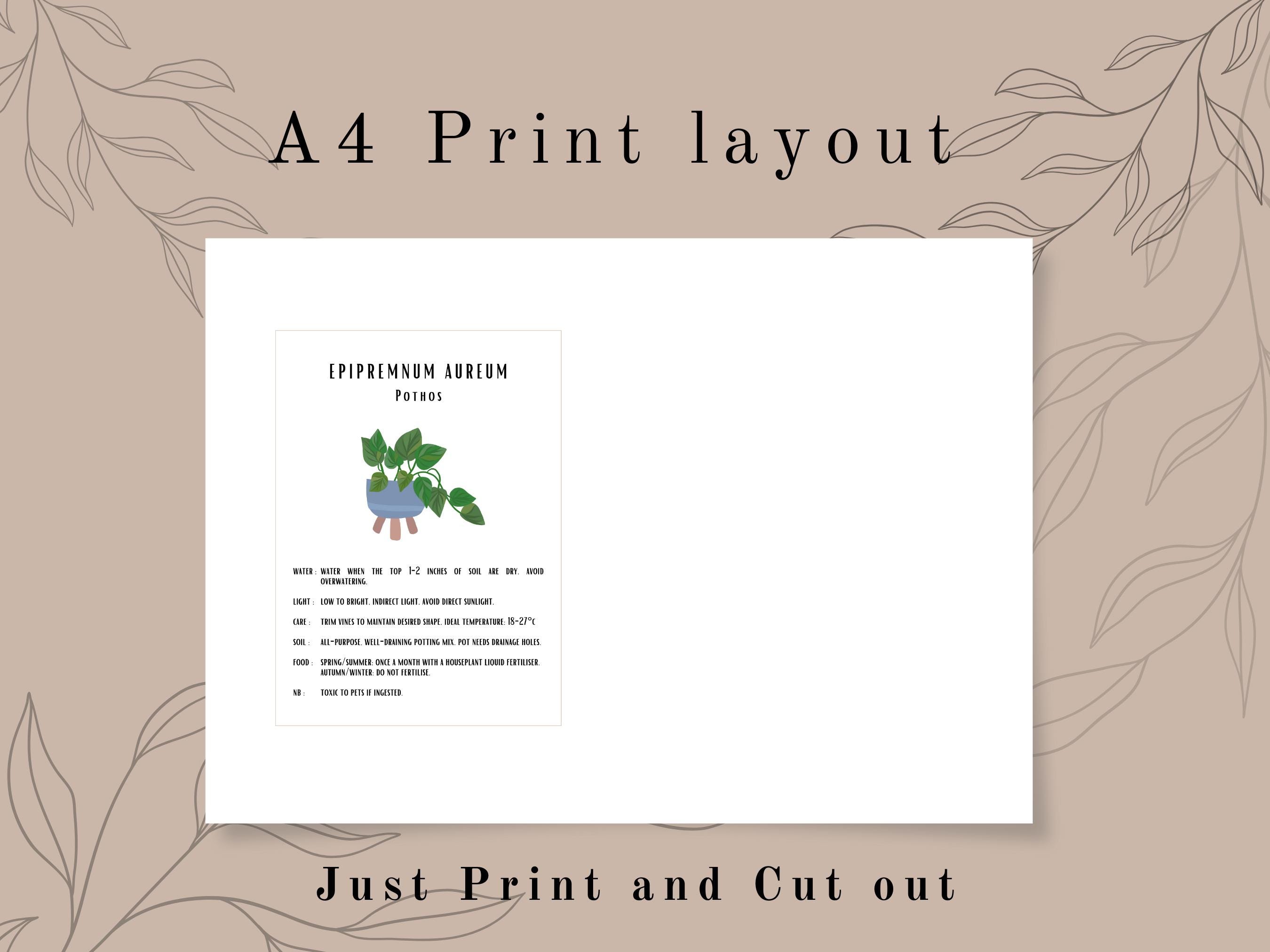Pothos | Devil's Ivy Care Guide | Digital Download | Printable Plant ...