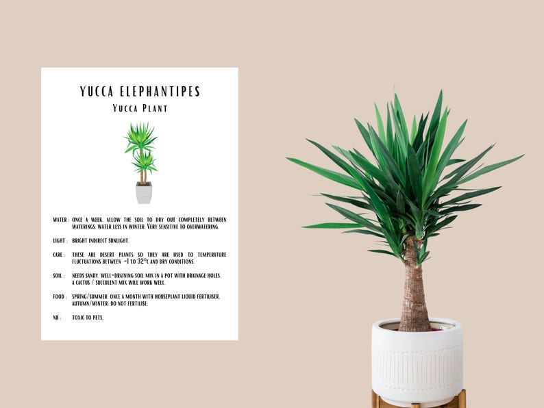 Yucca Plant Care Guide Digital Download Printable Plant Instructions ...