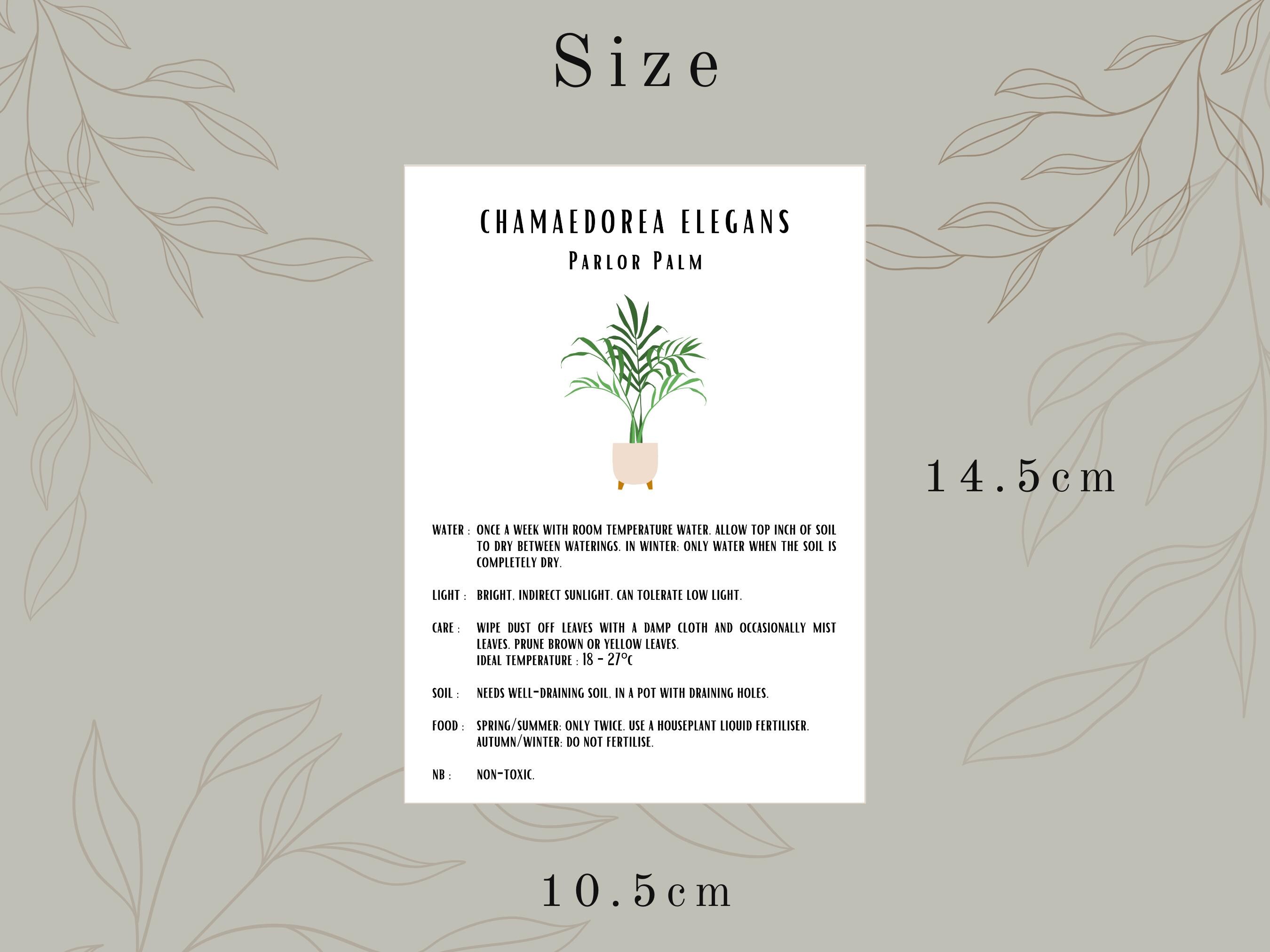 Parlor Palm Care Guide Digital Download Printable Plant Instructions ...