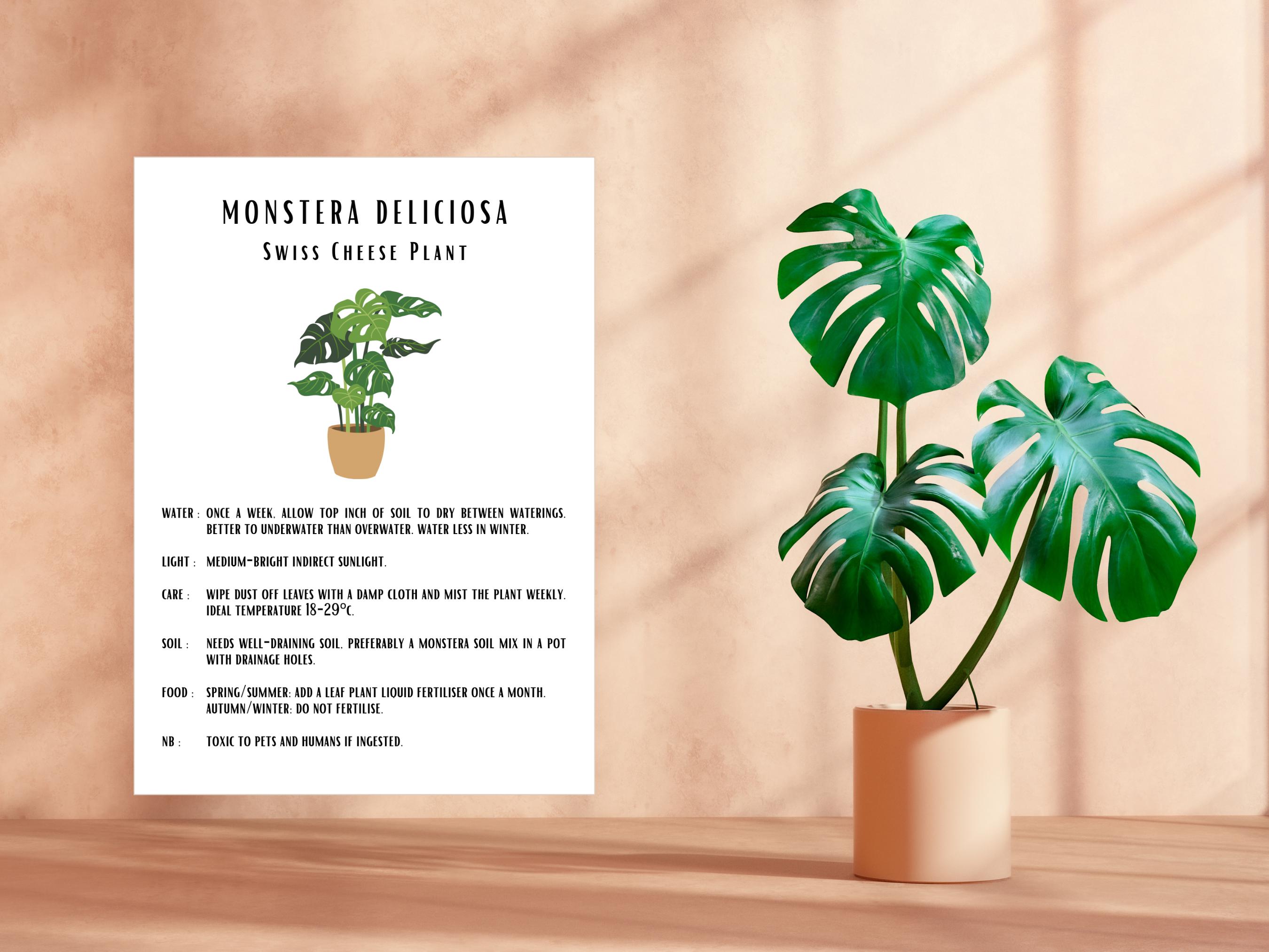 House Plant Care Guide Bundle | 32 Digital Printable Plant Care Cards ...