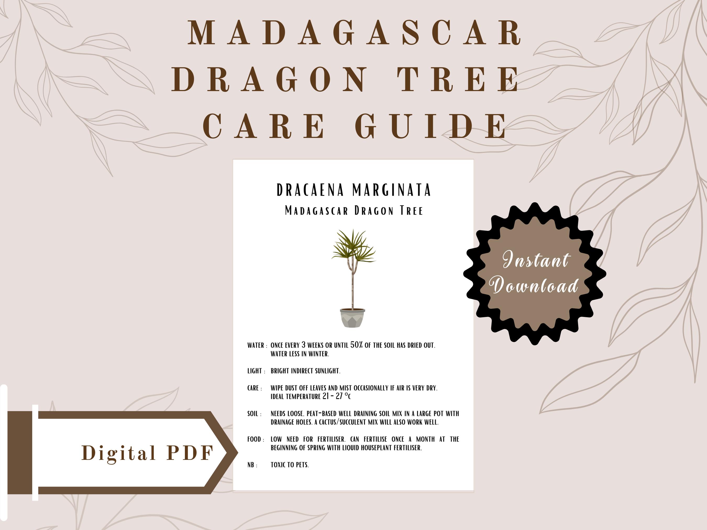 Madagascar Dragon Tree Care Guide | Digital Download | Dracaena ...