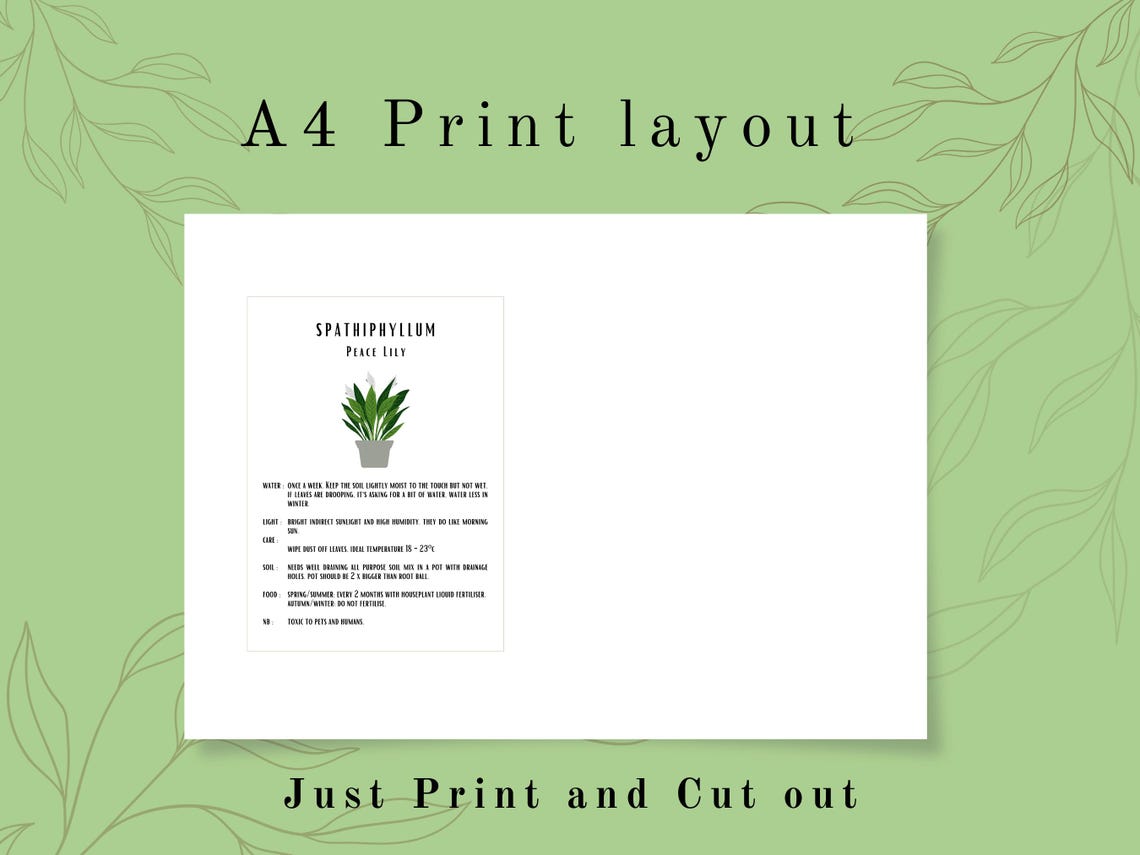 Peace Lily Care Guide | Digital Download | Printable Plant Instructions ...