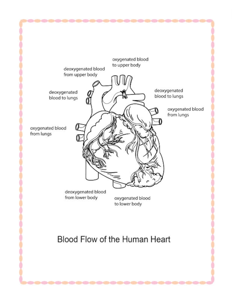 Human Anatomy Coloring Book for Kids Ages 8-12: Over 34 Human - Etsy