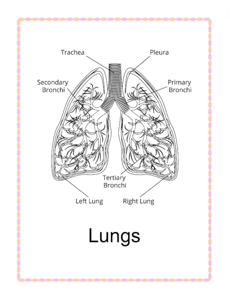 Human Anatomy Coloring Book for Kids Ages 8-12: Over 34 Human Body High ...