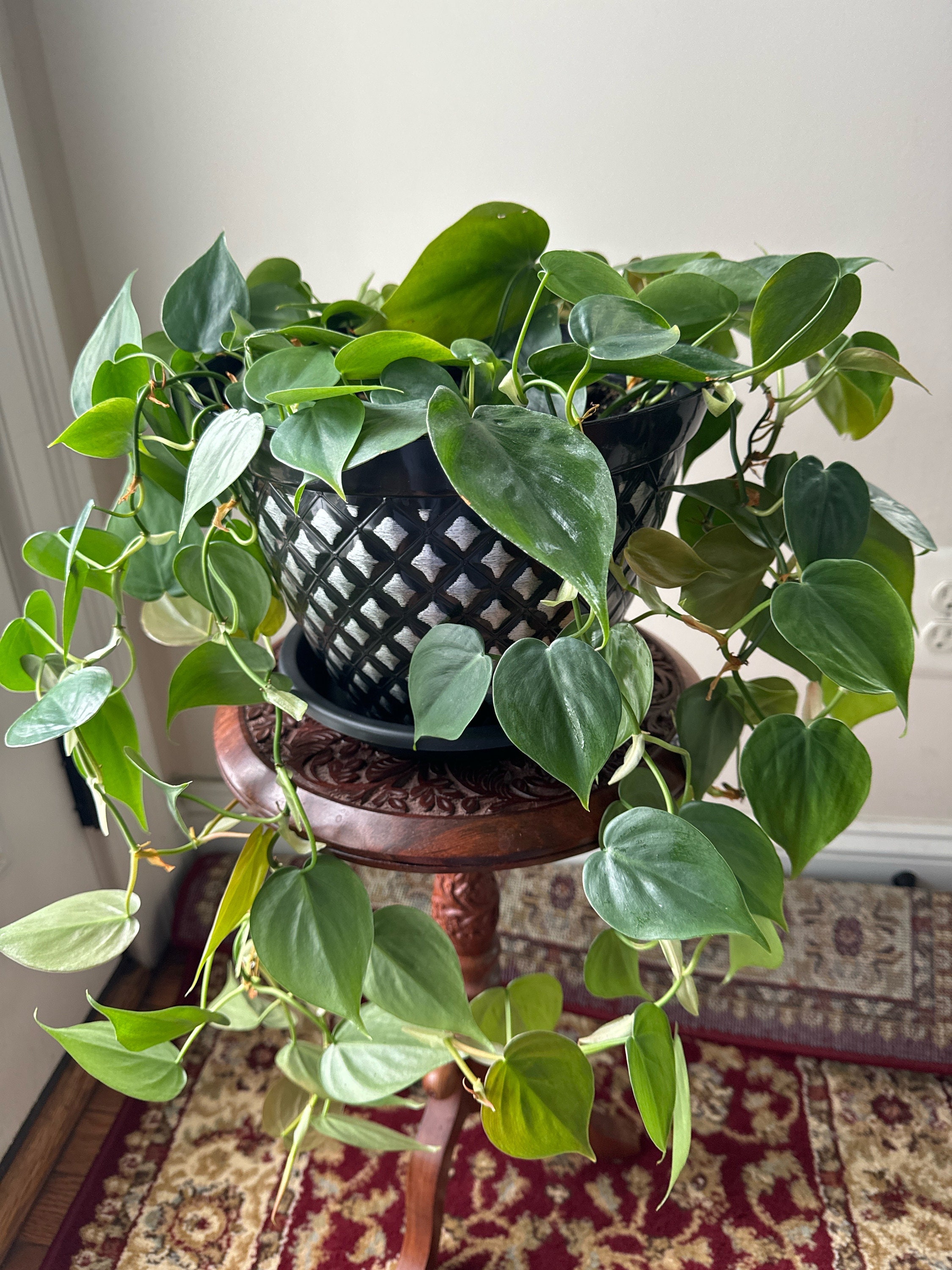 Heartleaf Philodendron Live Plant, Trailing Vine, Easy Care, 4 Inch Pot ...