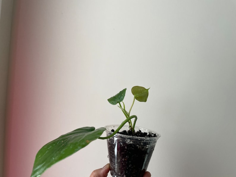 Heartleaf Philodendron Live Plant, Trailing Vine, Easy Care, 4 Inch Pot ...