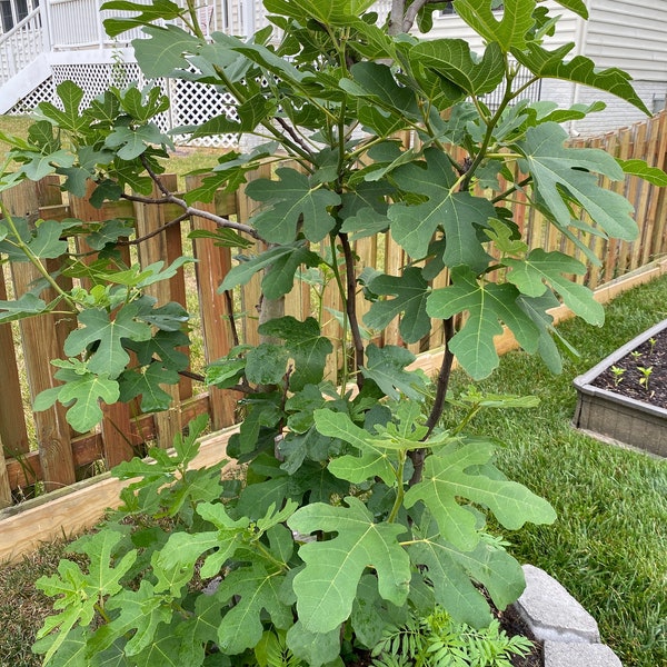 Smith Fig Tree - Etsy
