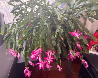 Schlumbergera / Variegated Christmas Cactus 'madame Butterfly' Plant - Etsy