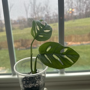 Monstera Adansonii Swiss Cheese Vine Live 8” Plant in a 5” Cup - Etsy