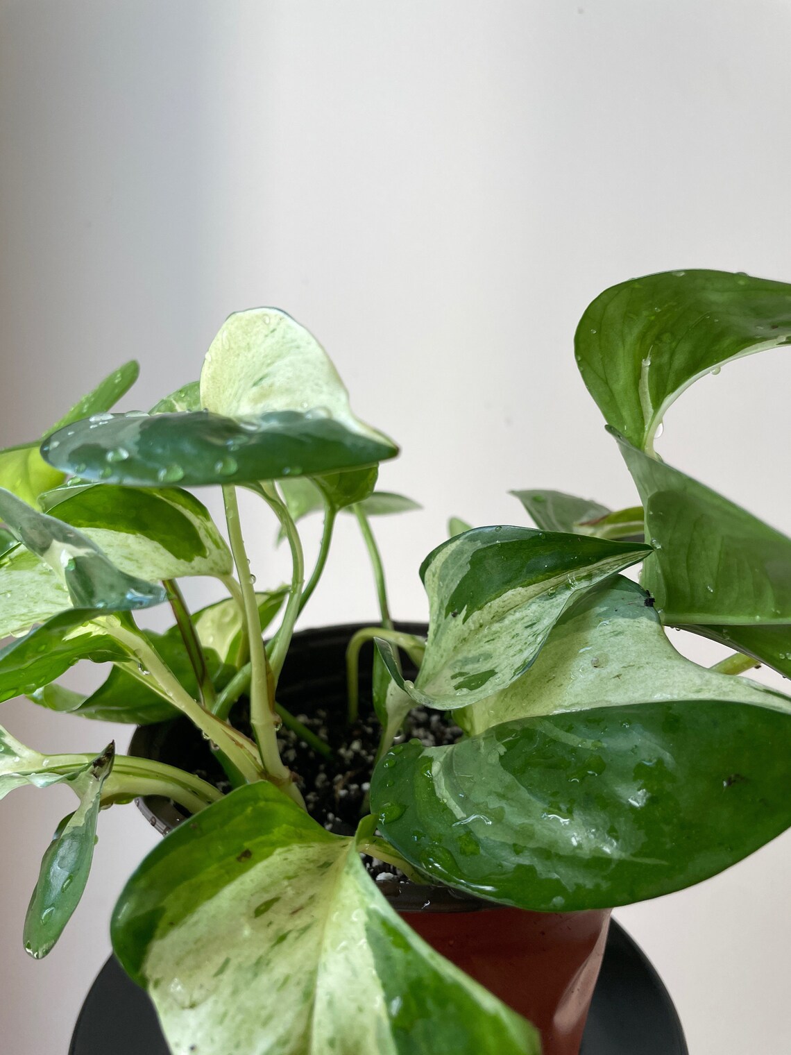 Marble Queen Pothos - Etsy