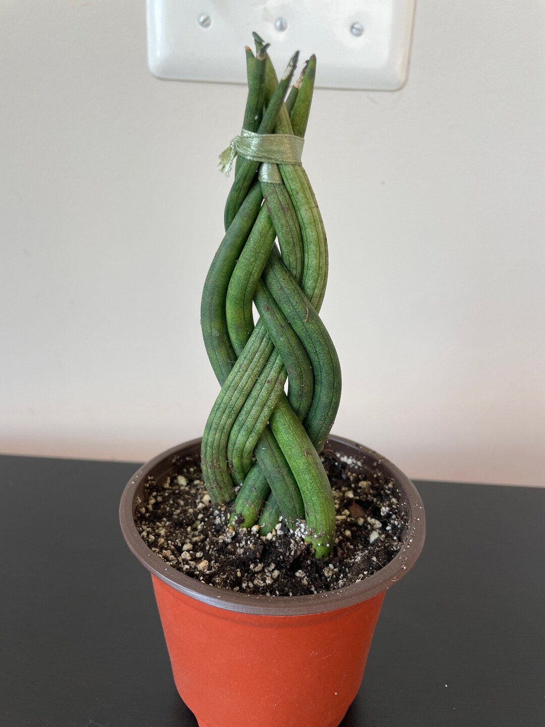 Snake Plant Cylinderical Twisted - Rooted Live Plant. - Etsy