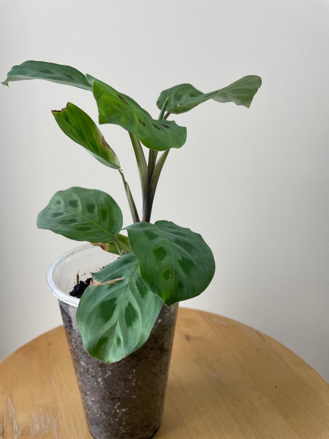 Maranta Leuconeura Kerchoveana (green and Black) Also Known as Prayer ...